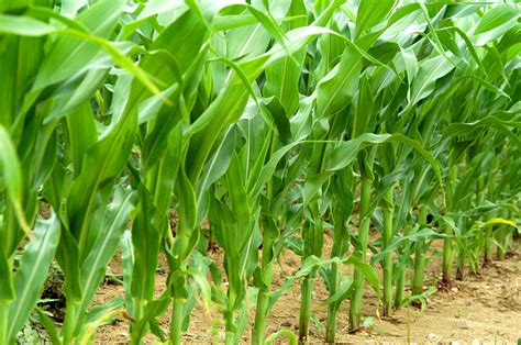 Timing Is Key Describing The Critical Stages Of Yield Production