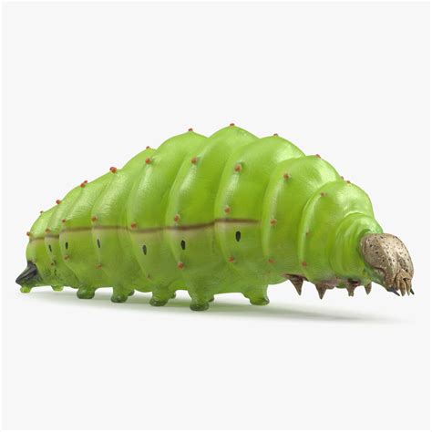 Silkworm Green Rigged for Cinema 4D 3D Model $69 - .c4d - Free3D