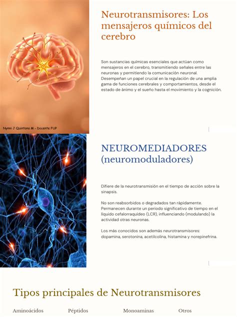 Clase Neurotransmisores Tipos Y Funciones Pdf Serotonina Sinapsis