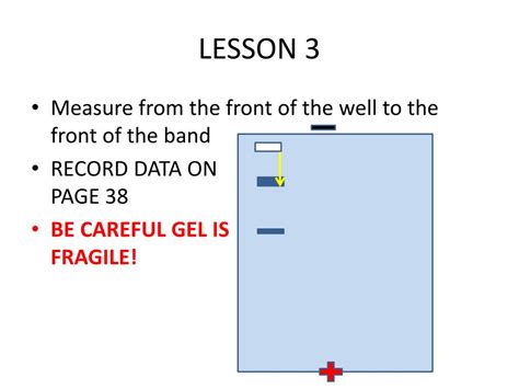 Ppt Restriction Digestion And Analysis Of Lambda Dna Powerpoint