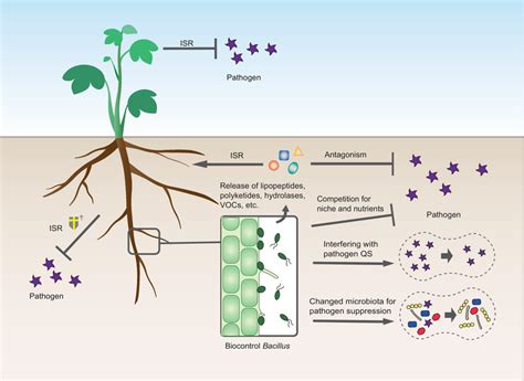 Schematic Representation Of The Multiple Biological Protective Download Scientific Diagram