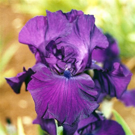 Loyalist Iris Bertrand