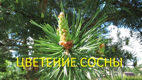 Цветение сосны. Пыльца сосны | Про Сад с Любовью - YouTube