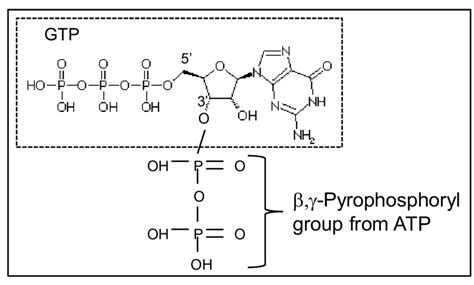 Guanosine Triphosphate Guanosine 5 Betagamma Imido Triphosphate