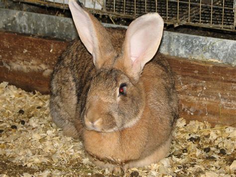 Flemish Giant Rabbit Facts Temperament Care Pictures