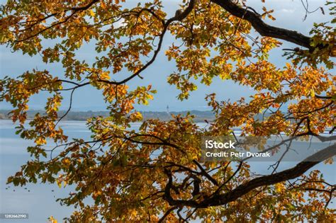 아름답게 노란색과 주황색 으로 칠해진 가을 나무는 해질 녘에 호수 의 기슭에 있습니다 0명에 대한 스톡 사진 및 기타 이미지 0명 가을 강둑 Istock