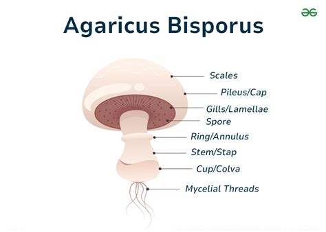Agaricus Bisporus Geeksforgeeks