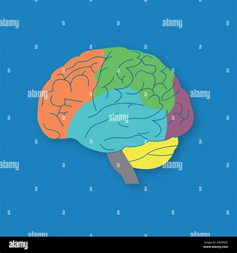 Prefrontal Cortex Brain Anatomy Stock Vector Images Alamy