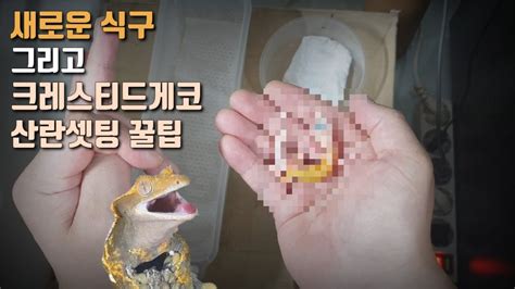 레오파드게코 새로운 식구와 크레스티드게코 산란셋팅 Youtube