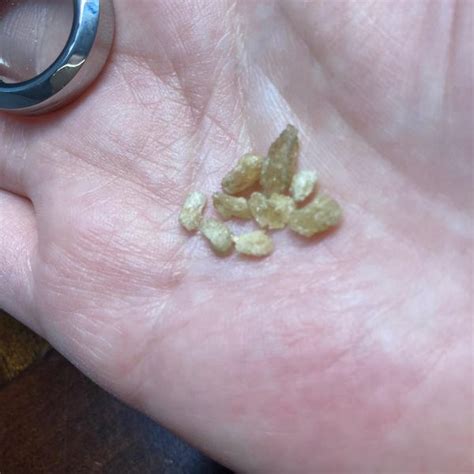 Ammonite Fossil Fossilized Ammonite Ammonite Fossil Large Natural Ammonite Ammonite