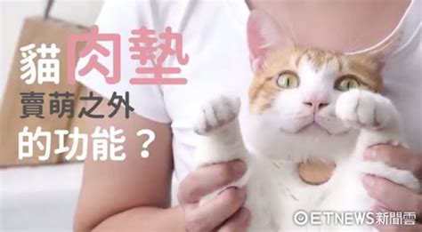 香噴噴的貓肉墊賣萌外！還有「4個」附加功能 貓奴快筆記 Ettoday寵物雲 Ettoday新聞雲