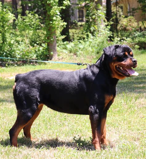 Home Von Ous Rottweilers
