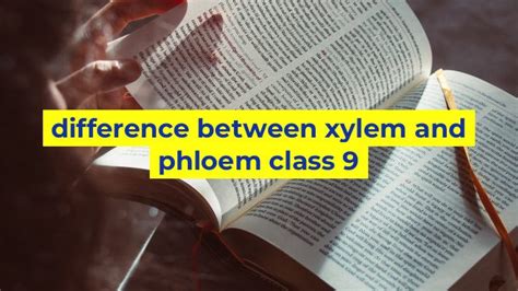 Difference Between Xylem And Phloem Class 9 Sinaumedia