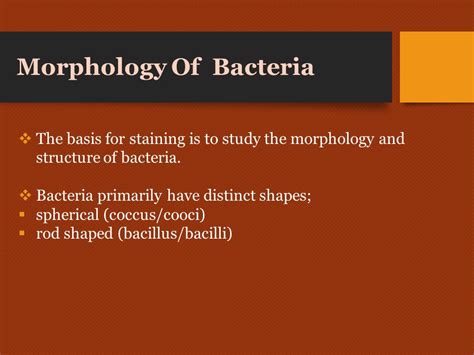 What Is A Stain A Stain Is A Substance That Adheres To A Cell Giving The Cell Color The
