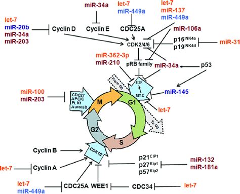 Fgf2 Induced Mirnas Are Major Regulators Of Cell Cycle Arrest A