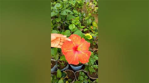 শীতকালীন কি কি ফুল গাছ কিনলাম🤔🪴🌺 Minivlog Viralvideo Plants Bengali Gardening Shortvideo