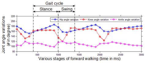 also exemplifies angular behaviour of three joints within a gait cycle