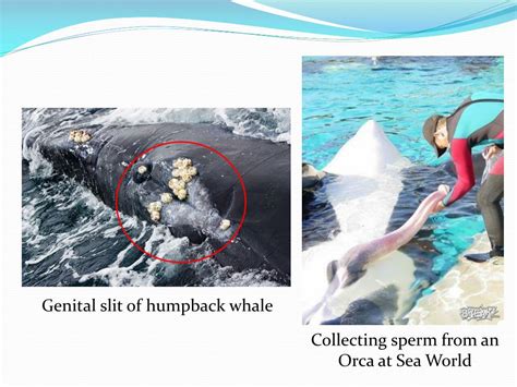 Ppt Whale Mating And Reproduction Insights Into This Fascinating Process Powerpoint