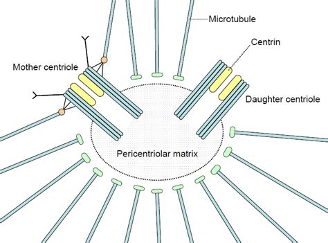 Centrosome