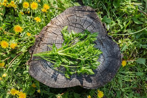 야외에서 오래된 그루터기에 신선한 파슬리 줄기 최고의 전망 그루터기 식물 부위에 대한 스톡 사진 및 기타 이미지 그루터기 식물 부위 농업 다발 Istock