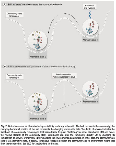 The Ecology Of The Human Microbiome Hubpages