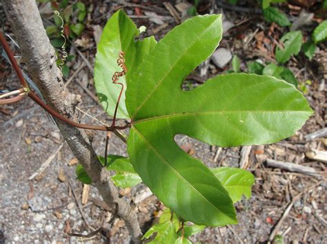 Passion Fruit Leaves Forum Passionfruit Leaves Yellowing