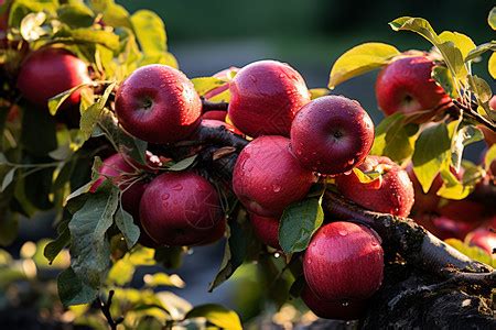 新鲜的苹果高清图片下载 正版图片600450455 摄图网