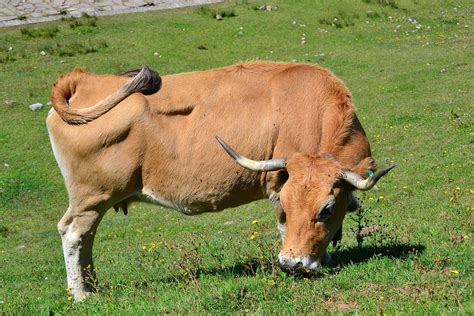 Ox Education