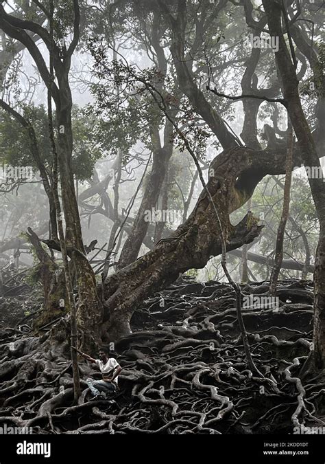 Types Of Indian Trees With Names