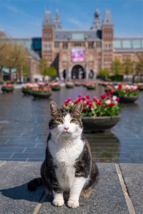 Foreign Cat Names Archives Traveling Cats