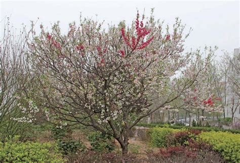 花碧桃 黄河三角洲树木花卉 图片