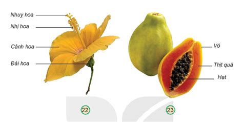 Chỉ Nói Tên Các Bộ Phận Của Hoa Và Quả Học Sinh Chỉ Nói Tên Các Bộ