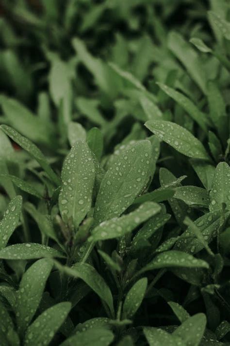 가득한 경치 고요한 광합성 나뭇잎 녹지 다년생 무성한 물방울 봄 비 빗방울 산소 살아 있는 생태 선명한 성장 셀렉티브 포커스 수분 수직