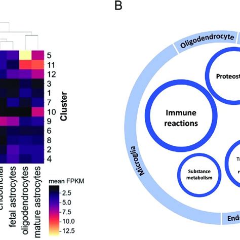 Cell Specific Gene Expression Across Clusters And Schematic Model A Download Scientific
