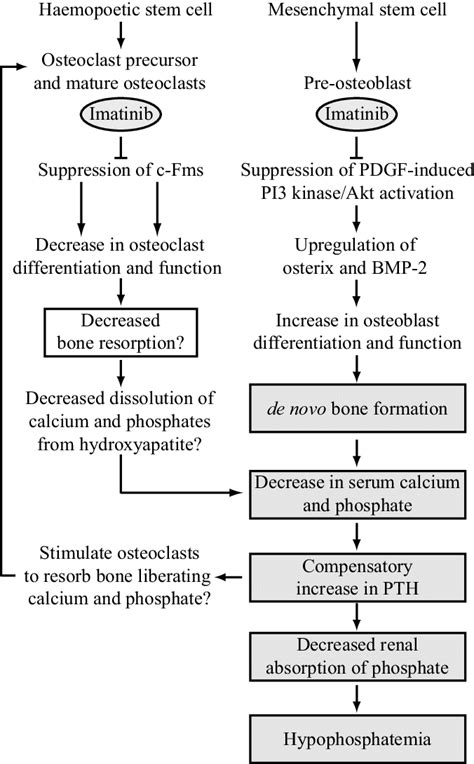 Proposed Model Of The Effect Of Imatinib Mesylate On Bone Remodeling Download Scientific