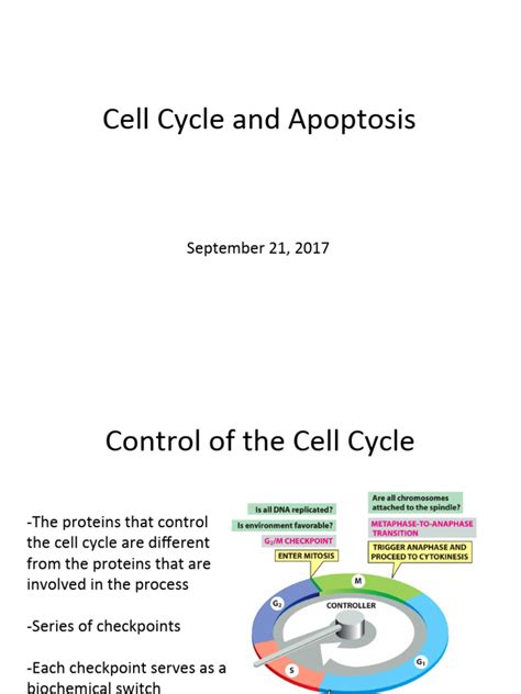 Cell Cycle Pdf Cell Cycle Apoptosis