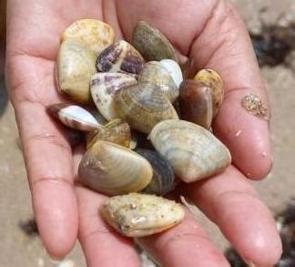 Collecting Pipi Clams At Rawai Beach Bushguide 101