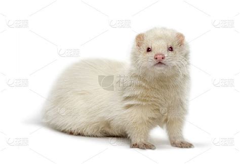 白鼬看着镜头，孤立在白色上