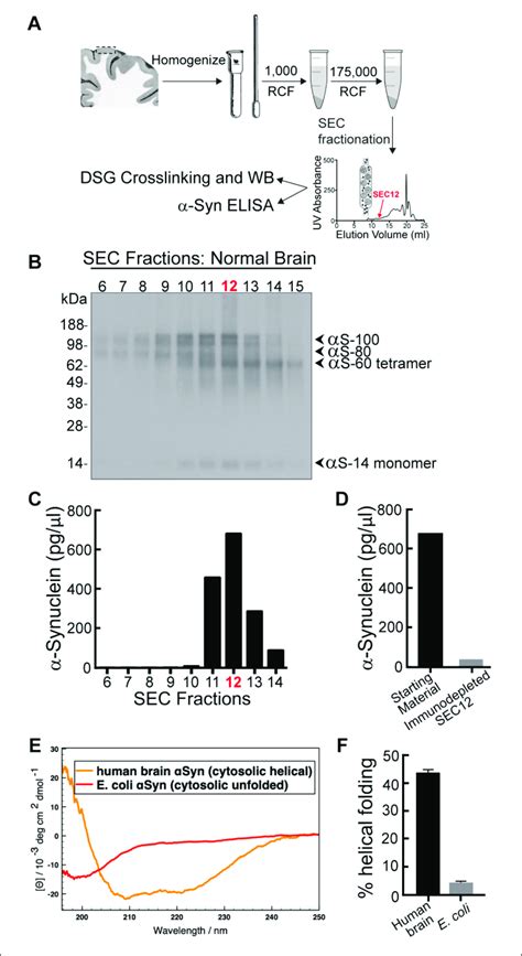 α Synuclein Purified From A Neuropathologically Normal Human Brain Is