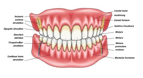 Illustration Of Human Dental Anatomy Showcasing Upper And Lower Teeth