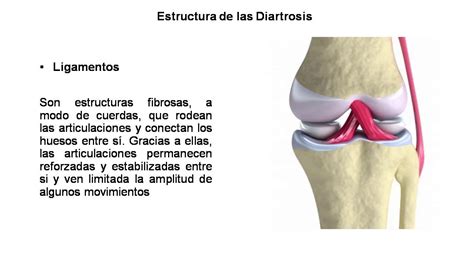 Articulaciones Del Cuerpo Humano Tipos Y Caracteristicas Tendones Y