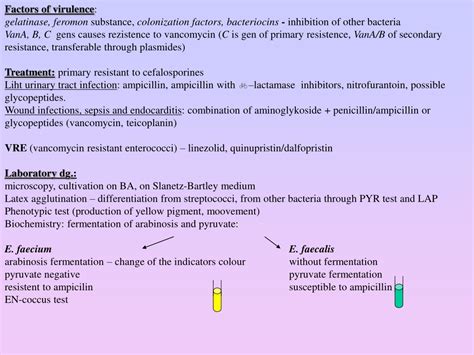 Ppt Enterococcus Enterococcus Faecalis Enterococcus Faecium Etc Powerpoint Presentation