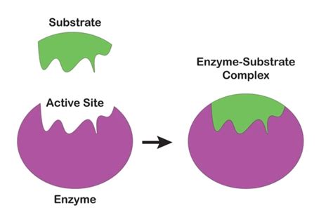 How The Enzyme Substrate Complex Drives Precision In Biotech