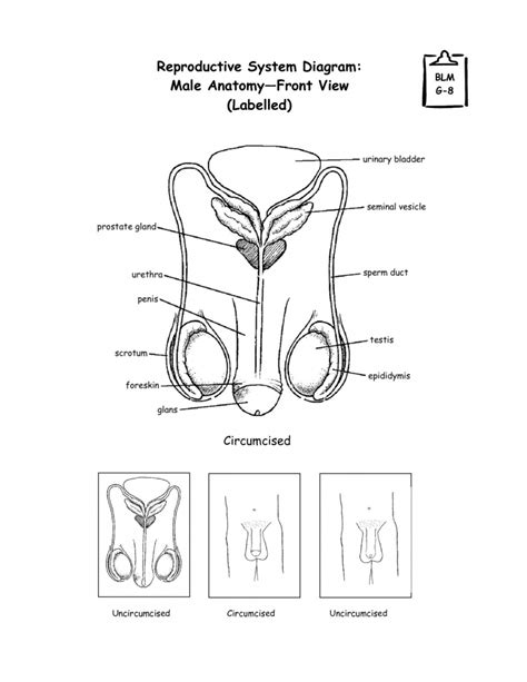 Diagram 7th Grade Female Reproductive Anatomy Diagram Mydiagramonline