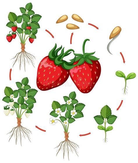 Life Cycle Of Strawberry Diagram Stock Vector Illustration Of Bicycle
