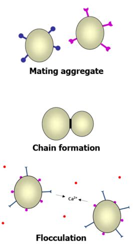 Yeast Flocculation Flashcards Quizlet