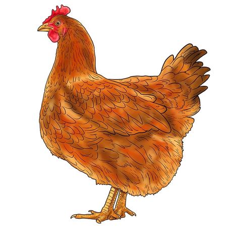 How To Draw A Chicken Hen Drawing Tutorial