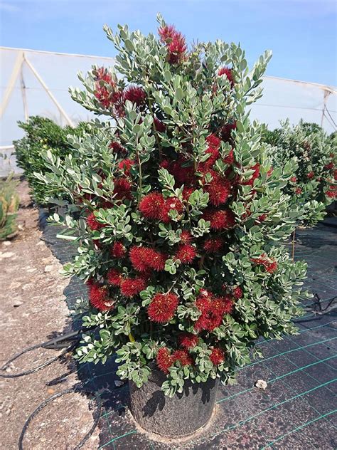 Metrosideros Excelsus Medipalm