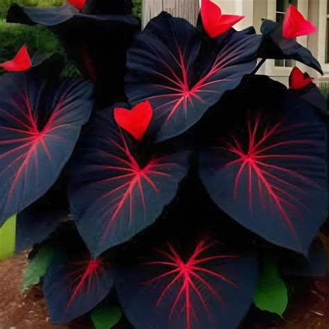 Black And Red Hosta Plants Etsy