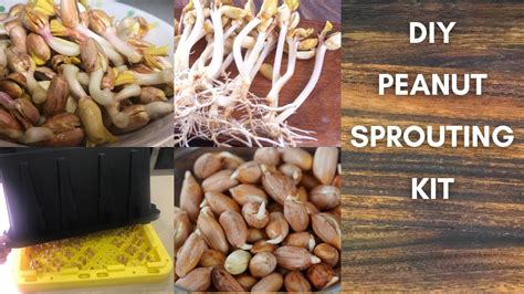 Diy Peanut Sprouting Kit 自己動手， 做花生芽發芽箱 Youtube